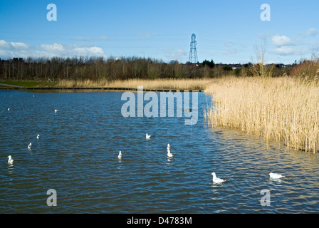 Lamby Lake, Tredelerch Park, Lamby Way, Cardiff, South Wales Stock ...