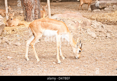 A young Impala in an open zoo Stock Photo - Alamy