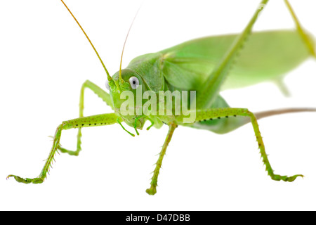 Locust is photographed on the white background Stock Photo - Alamy