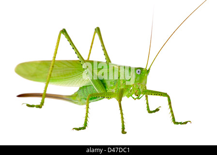 Locust is photographed on the white background Stock Photo - Alamy