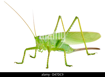 Locust is photographed on the white background Stock Photo - Alamy