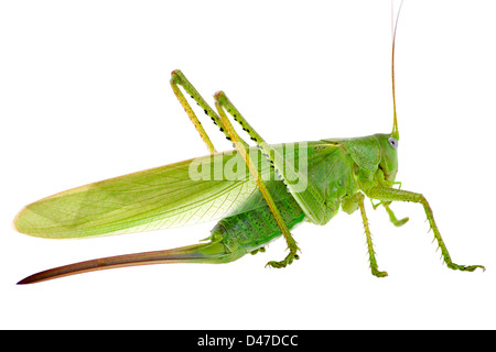 Locust is photographed on the white background Stock Photo - Alamy