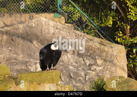 An Andean Condor at Chester Zoo Stock Photo - Alamy