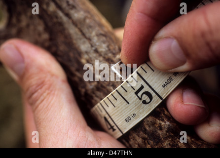 Hunter measuring and scoring whitetail deer (Odocoileus virginianus ...
