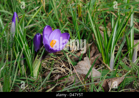 Crocus flower sprouting in the grass in the Campo Imperatore plateau ...