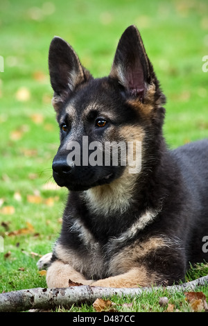 A close-up of a German Shepherd with its short-haired fur coat and ...