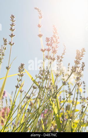 Closeup of lavenders blooming in a field under the sunlight with a ...