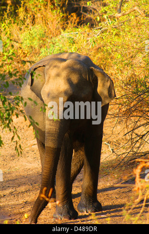 Elephant in Yala National Park, Sri Lanka Stock Photo - Alamy
