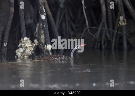 African Finfoot (Podica senegalensis Stock Photo - Alamy