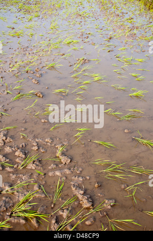 Throwing Rice Seedlings Stock Photo - Alamy