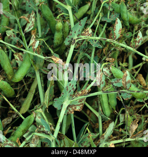 Leaf spot (Mycosphaerella pinodes) on snow pea crop, Thailand Stock ...