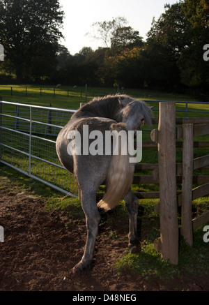 A grey Eriskay pony colt scratching his shoulder with his teeth Stock ...