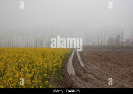 Mustard Field Punjab India Stock Photo - Alamy