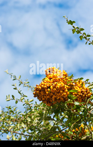 berries on fire bush Stock Photo - Alamy