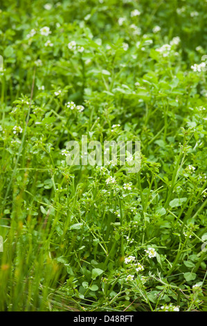 Narrow-fruited Water-cress, Rorippa microphylla Stock Photo - Alamy