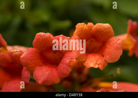 Trumpet Creeper (Campsis radicans) (Bignonia radicans) (Tecoma radicans ...