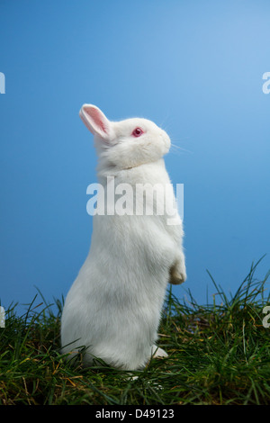 Bunny Rabbit standing up, white background Stock Photo - Alamy