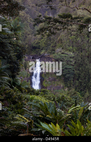 Akaka Falls, Akaka Falls State Park, Hamakua Coast, The Big Island ...