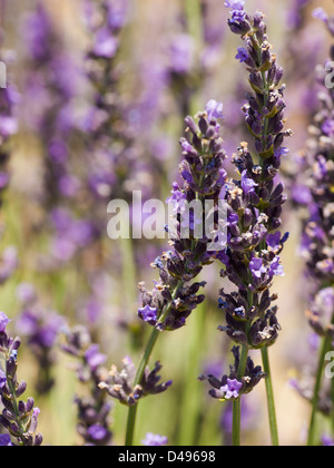 Lavender farm in Palisade, Colorado Stock Photo - Alamy