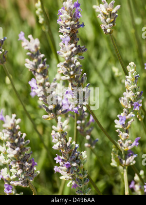 Lavender farm in Palisade, Colorado Stock Photo - Alamy