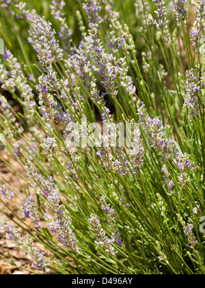 Lavender farm in Palisade, Colorado Stock Photo - Alamy