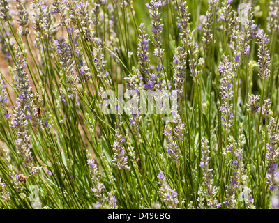 Lavender farm in Palisade, Colorado Stock Photo - Alamy