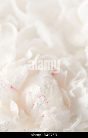 Beautiful white peony flower with rain drops or dew drops. White ...