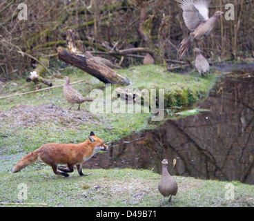 red Fox chasing after pheasants during winter in the Oxfordshire ...