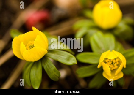 One of the earliest spring flowers to emerge out of the ground is ...