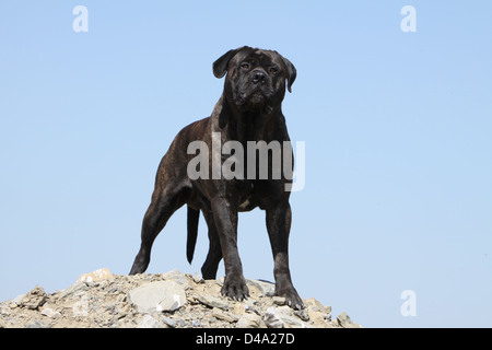 An English mastiff standing on a rock in front of greenery Stock Photo ...