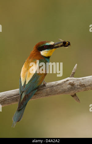 European Bee-eater with prey Stock Photo - Alamy