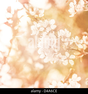 Picture of beautiful tree blossom, abstract natural background, spring ...