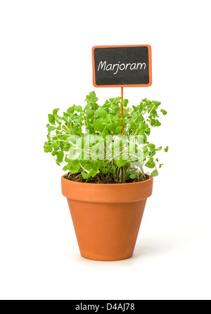 Spicy herb marjoram on a wooden table Stock Photo - Alamy