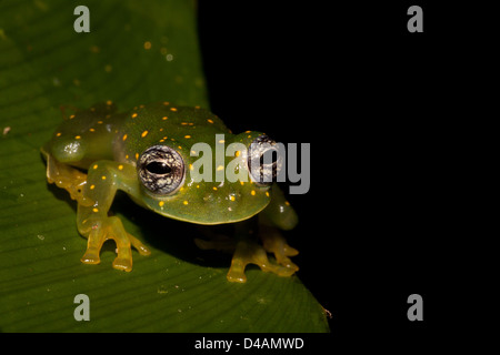 White-spotted Glass Frog, Cochranella albomaculata, in Burbayar nature ...