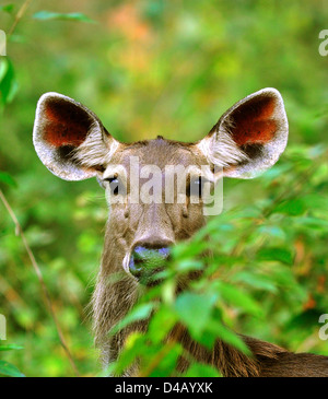 Swamp Deer (Rucervus duvaucelii branderi) hard-ground form, adult ...