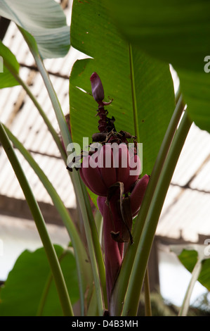 Costa Rica, red bananas in the tropical jungle Stock Photo - Alamy