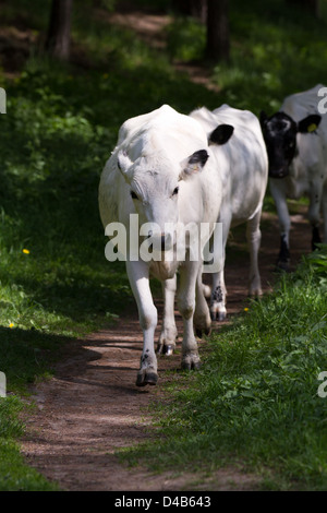 Three cows on a path in a pasture, black white, walking towards ...