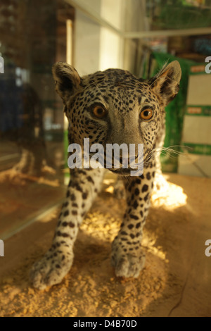 Arabian Leopard (Panthera pardus nimr) native to Arabian Peninsula ...