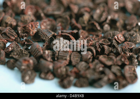 Cochineal Black produces carmine, a bright red dye used in Stock Photo ...