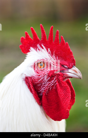 Rooster with Red Coxcomb Stock Photo - Alamy
