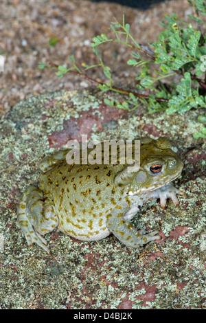 Sonoran Desert Toad Bufo alvarius Arizona Stock Photo - Alamy