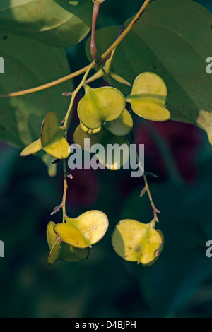 Fruits of Dioscorea oppositifolia Angiosperms Chinese medicine Chinese ...