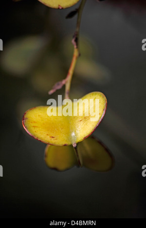 Fruits of Dioscorea oppositifolia Angiosperms Chinese medicine Chinese ...