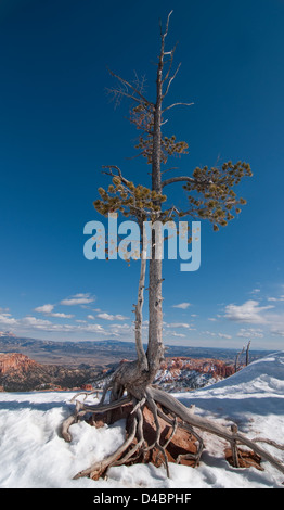 Tree at Bryce Canyon with Root System, Utah, USA Stock Photo - Alamy