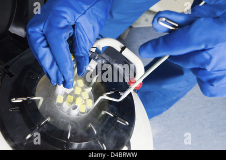 Fertilized embryos are stored in liquid nitrogen filled tanks to keep ...