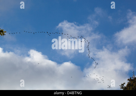 Skeins of geese in formation in a blue sky Stock Photo - Alamy