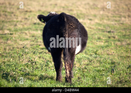 Black beef cow from behind, large buttocks, looking backwards in a ...