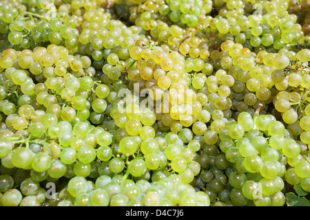 Oneiric wine farm white grapes, South africa Stock Photo - Alamy