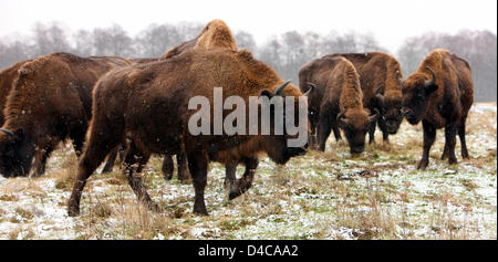 Wisents, also referred to as European Bisons, are pictured running ...
