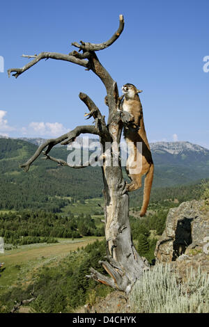Puma, Felis concolor, tree, Minnesota, the USA Stock Photo - Alamy